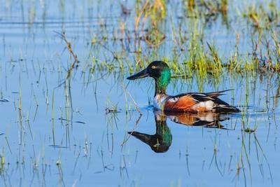 Texas, Cameron County. Laguna Atascosa NWR, northern shoveler male in ...