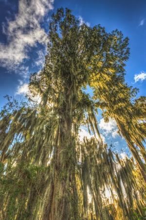 Sun rays are absorbed by Cypress trees in flooded Florida swamps ...