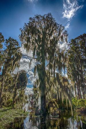 'Sun rays are absorbed by Cypress trees in flooded Florida swamps ...