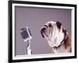 Bulldog Preparing to Sing into Microphone Photographic Print - Larry ...