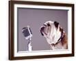 Bulldog Preparing to Sing into Microphone Photographic Print - Larry ...