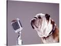 Bulldog Preparing to Sing into Microphone Photographic Print - Larry ...