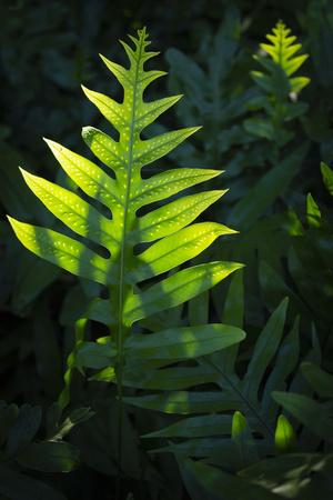 'Laua'e fern, introduced to Hawaii, Aneho omalu Bay, Waikoloa Beach ...