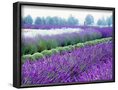 'Lavender Field, Sequim, Washington, USA' Photographic Print - Janell ...