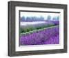 'Lavender Field, Sequim, Washington, USA' Photographic Print - Janell ...
