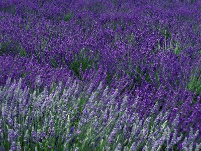 'Lavender Fields in Sequim, Olympic Peninsula, Washington, USA ...