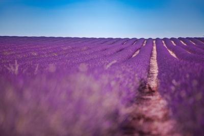 'Lavender flower blooming scented fields in endless rows. Valensole ...