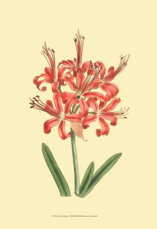 'Le Fleur Rouge I' Posters - Sydenham Teast Edwards | AllPosters.com