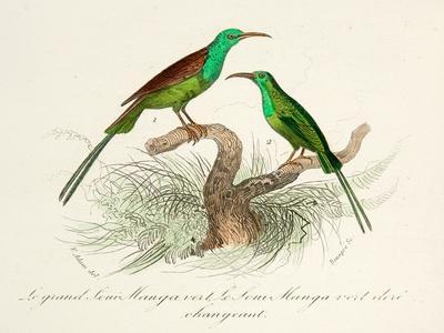'Le Grand Soui Et Le Soui Manga Vert, 18Th Century (Engraving)' Giclee ...