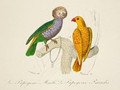 Le Papegai Et Le Papegai Paradis, 18Th Century (Engraving) Giclee Print ...
