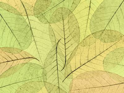 'Leaf Collage I' Photographic Print - Kathy Mahan | AllPosters.com