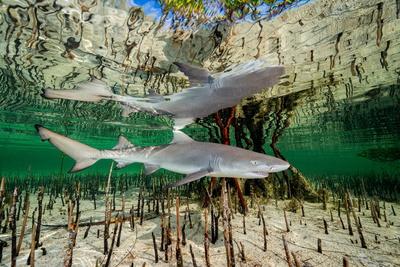 'Lemon shark pup in mangrove nursery, Eleuthera, Bahamas, Caribbean Sea ...