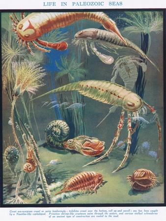 'Life in Paleozoic Seas, Illustration from 'The Science of Life ...