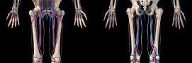 Front and back view of hip, limbs and hands of skeletal system with ...
