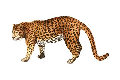 'Leopard (Felis Pardus), Mammals' Print - Encyclopaedia Britannica ...