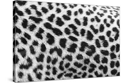 'Leopard Patterns' Stretched Canvas Print | AllPosters.com