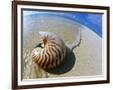 'Seashell Resting on Shore' Photographic Print - Leslie Richard Jacobs ...