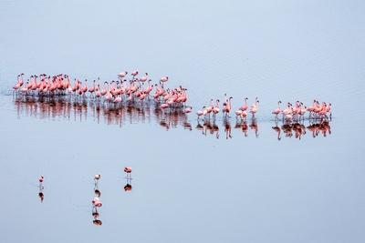 'Lesser flamingo flock beginning courtship display, Lake Magadi, Great ...