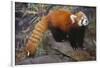 'Lesser Panda' Photographic Print - DLILLC | AllPosters.com