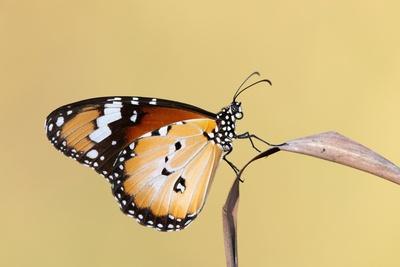 'Lesser wanderer butterfly portrait, Adelaide River Hills, Northern ...