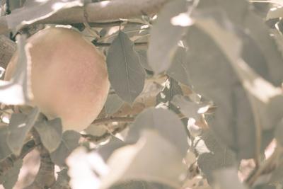 Apple Hidden Photographic Print - Life BeautifuLEE | AllPosters.com