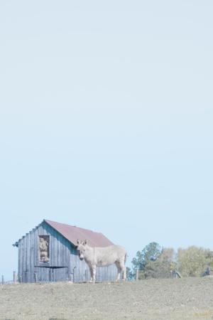 'Donkey Sun and Calm' Photographic Print - Life BeautifuLEE ...