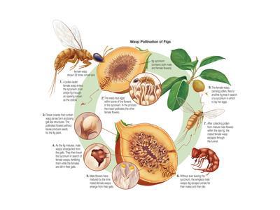 'Life Cycle of the Fig Wasp (Agaonidae). Insects, Biology' Prints ...