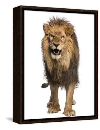 Lion Front View Standing