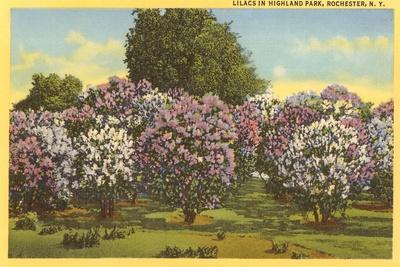 'Lilacs, Highland Park, Rochester, New York' Print | AllPosters.com