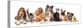 'Group of Dogs and Cat Different Breeds, Cat and Dog' Photographic ...