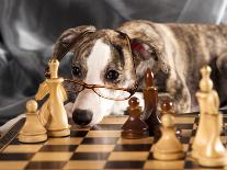 'Pug Puppy And Spring Flowers' Photographic Print - Lilun | AllPosters.com