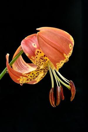 Lily 'Fusion'/Lilium X Pardalinum Giclee Print | AllPosters.com