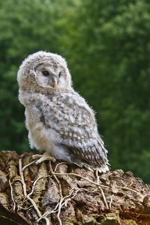 'Barn Owl' Photographic Print - Linda Wright | AllPosters.com