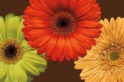 'Daisy Trio' Posters - Lindsay Blake | AllPosters.com