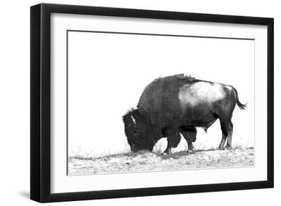 'Line Art/Pen and Ink Illustration Style Image of American Bison ...
