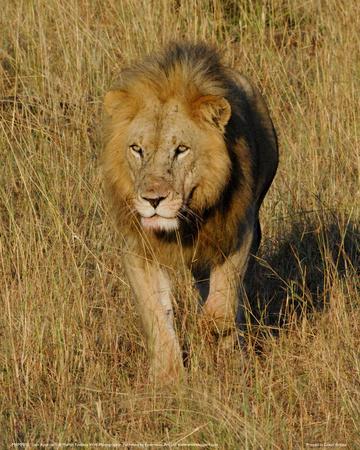 'Lion Approach Full Bleed' Giclee Print - Martin Fowkes | AllPosters.com