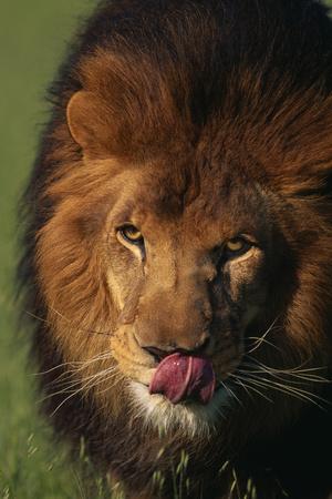 'Lion Licking Face' Photographic Print - DLILLC | AllPosters.com
