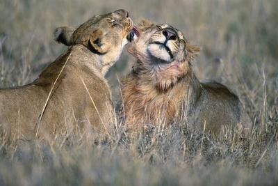 Male Lion Lioness