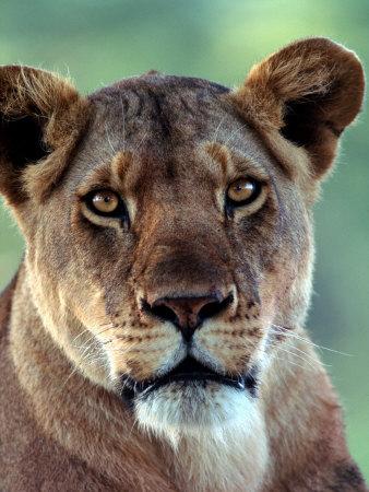 'Lioness' Photographic Print - Charles Sleicher | AllPosters.com