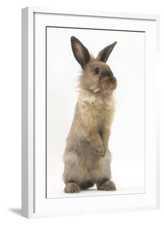 'Lionhead-Cross Rabbit Sitting Up on its Haunches' Photographic Print ...