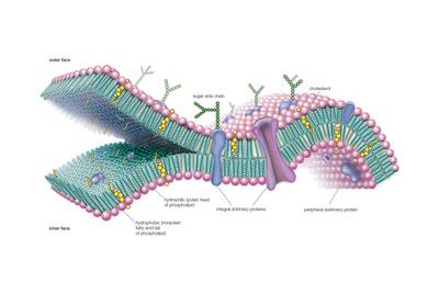 'Lipid Bilayer, Plasma Membrane, Phospholipid, Biochemistry ...