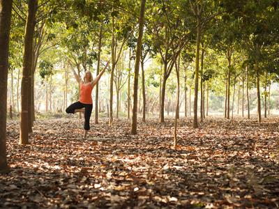 'Lisa Eaton Practices Tree Pose in a Rubber Tree Plantation -Chiang Dao ...