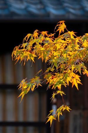 Japanese maple tree with colorful fall foliage, Kyoto, Japan ...
