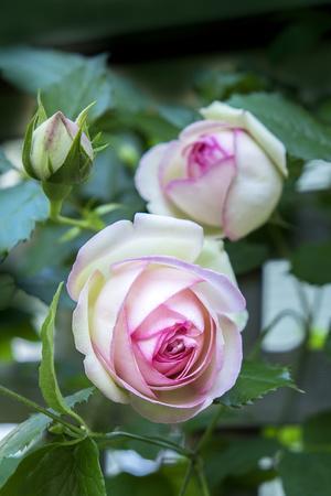 'Pink Pierre de Rosard, Eden, heirloom roses, USA' Photographic Print ...