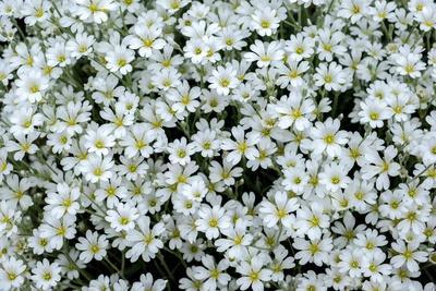 Snow-in-summer flowers Photographic Print - Lisa Engelbrecht ...