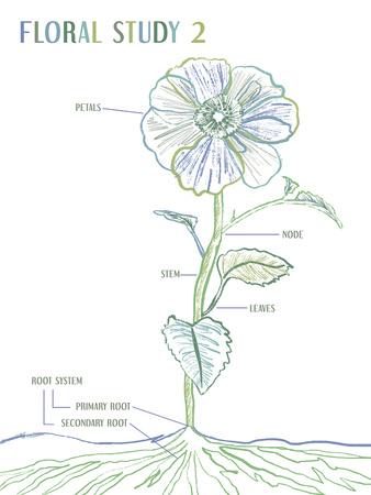 'Floral Study II' Giclee Print - Lisa McCandless | AllPosters.com