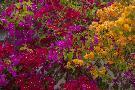 Bougainvillea Flowers, Princess Cays, Eleuthera, Bahamas Photographic ...