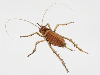 Little Barrier Giant Weta or Wetapunga (Deinacrida Heteracantha) Giclee ...