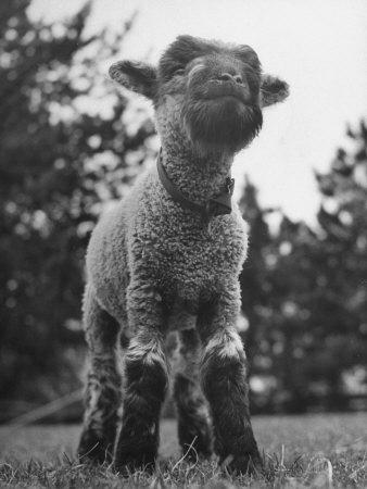 'Little Lamb Posing for the Camera' Photographic Print - Wallace ...