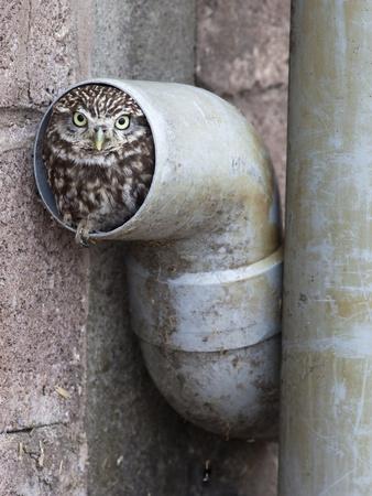 'Little Owl (Athene Noctua) in Drainpipe, Captive, United Kingdom ...